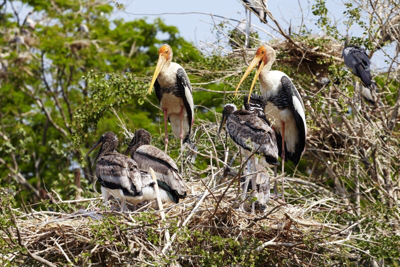 Large pelican on tree stock photo. Image of thai, river - 41216614