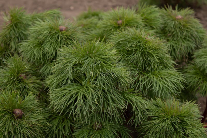 Large Fluffy Bush of Ornamental Plants in the Rays of Sunlight Stock ...