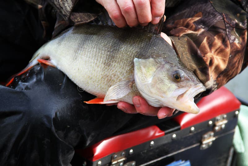 Large Perch stock photo. Image of sport, hold, perch - 13922470