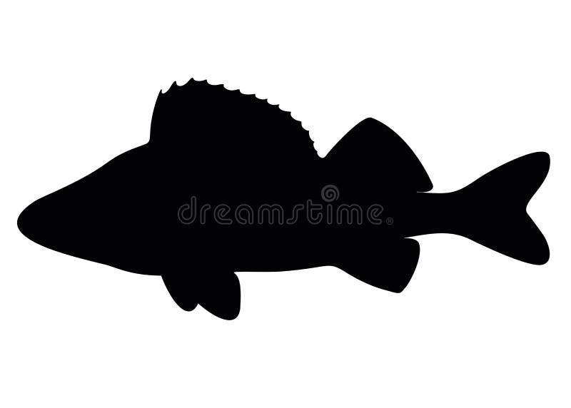 Large Perch Fish. Image for Fishing Stock Vector - Illustration of ...