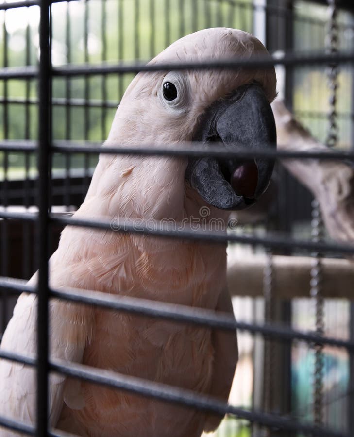 Large pet bird in a cage stock image. Image of cage - 151820607