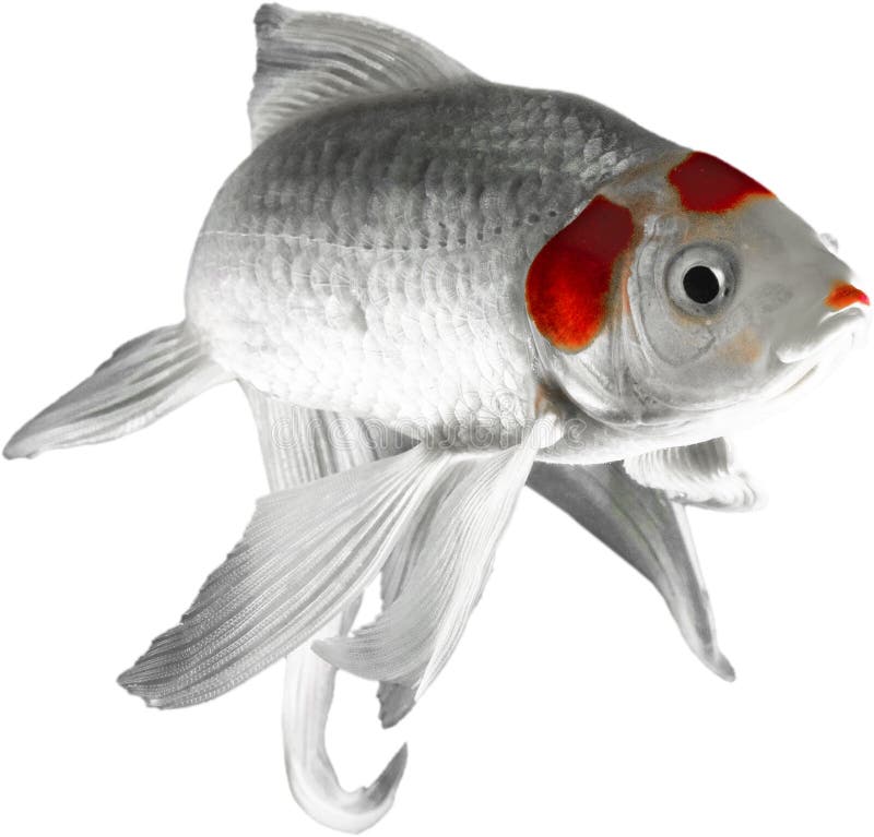 Large Pet Fish Starning at the Camera Stock Image - Image of freshwater ...