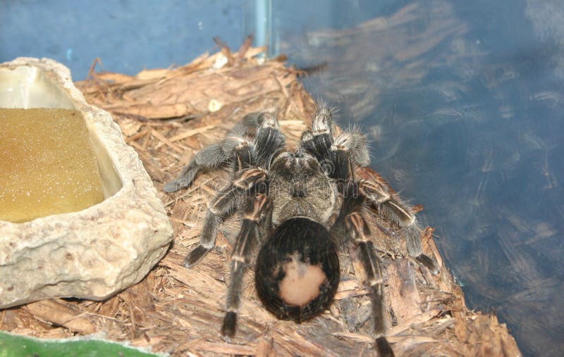 Large Pet Tarantula in a Fish Tank Stock Image - Image of fish, tran ...