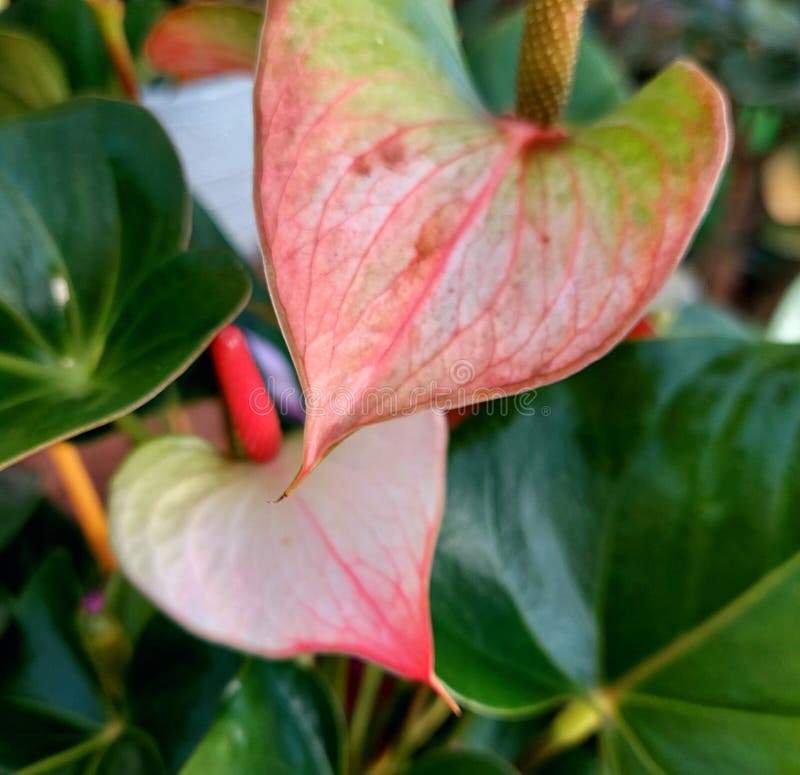 Large Petals of Anthurium of Araceae Stock Image - Image of flower ...