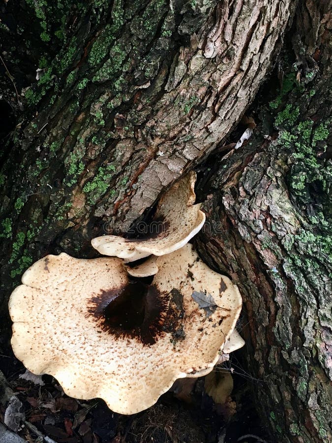 Pheasant s Back Mushroom stock photo. Image of fungus - 32058912