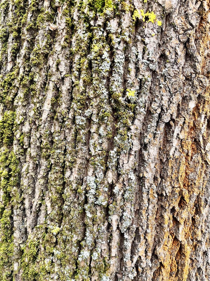 Large Photo of the Bark of a Poplar Tree Stock Image - Image of pattern ...