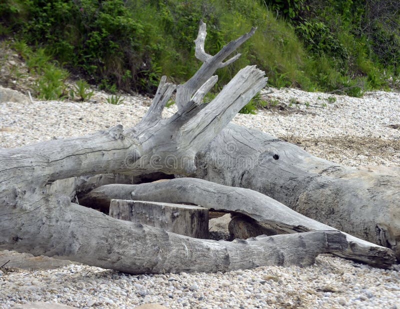 Large piece of driftwood stock image. Image of rocky - 93804417
