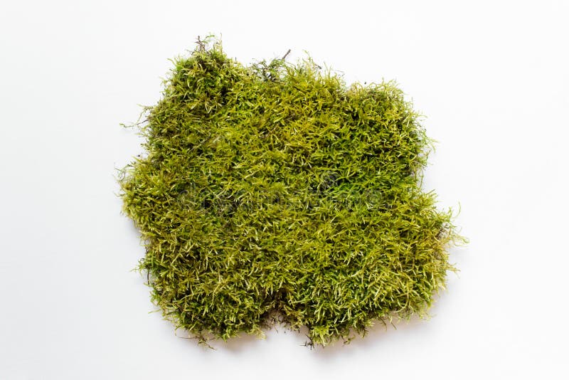 Large Piece of Wild Forest Green Moss Stock Photo - Image of grass ...