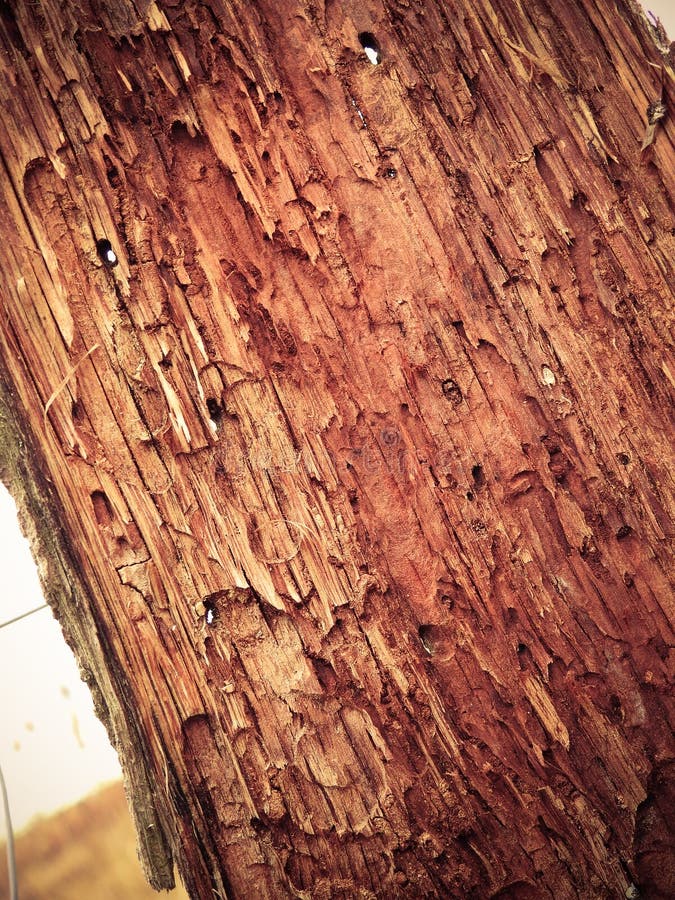 Large Piece of Wood from Inside Stock Image - Image of tree, roughness ...