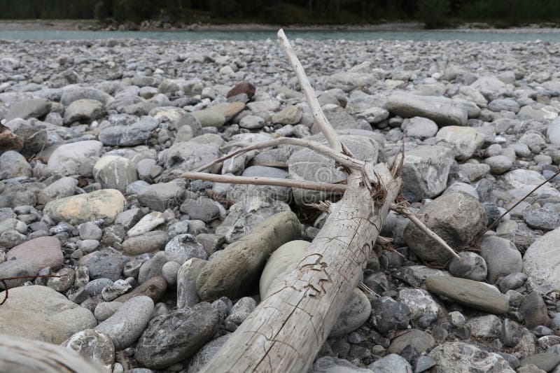 Large Pieces of Driftwood Washed Ashore on a Pebbled Beach of a ...
