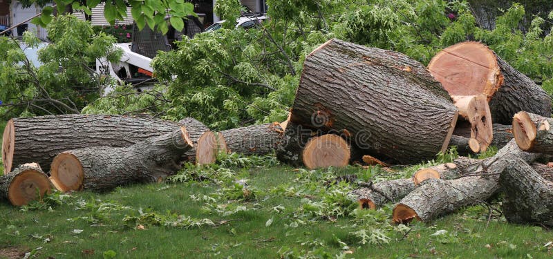 Large Pieces of Tree Trunks and Branches Cut Up on a Lawn Stock Image ...