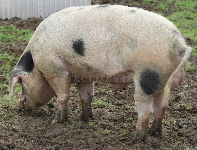 Large Pig stock photo. Image of tail, wildlife, ears - 26005966