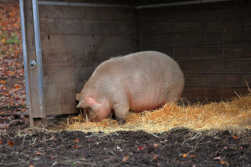 Large Pig in Its Stall with Hay Bedding Stock Image - Image of snowball ...