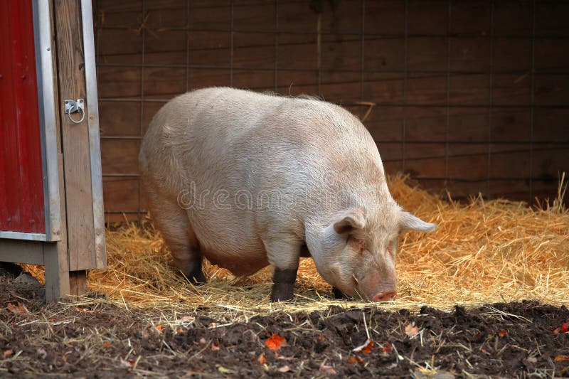 Large Pig in Its Stall with Hay Bedding Stock Image - Image of large ...