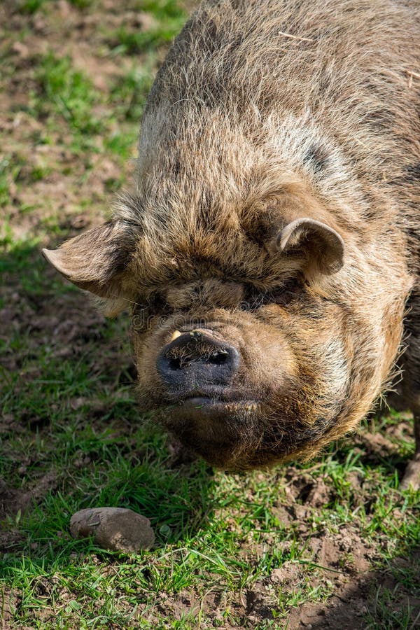 Large pig looking up stock image. Image of whiskers - 223754135