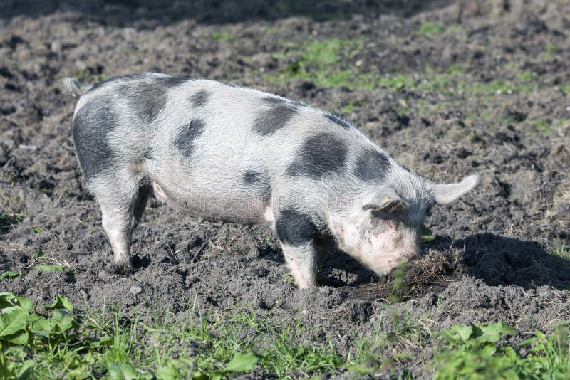 Large Pig Outdoors in Dirt on Sunny Day Stock Image - Image of dirt ...