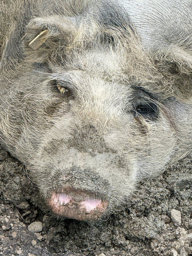 Large Pig Relaxing on Muddy Ground with Calm Expression Stock Photo ...