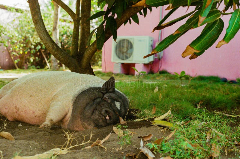 Large Pig Resting Under a Tree in a Serene Backyard Setting Stock Image ...