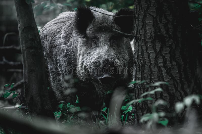 A Large Pig Stands in Front of Some Tree Trunks in the Forest Stock ...