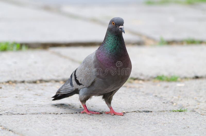 A Large Pigeon Stands on the Site, Front View Stock Image - Image of ...