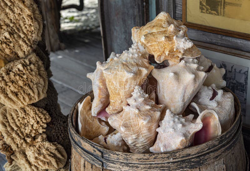 Conch Shells Key West Stock Photos - Free & Royalty-Free Stock Photos ...