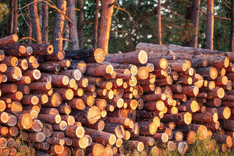 A Large Pile of Cut Tree Trunks in a Pine Forest. Stock Photo - Image ...