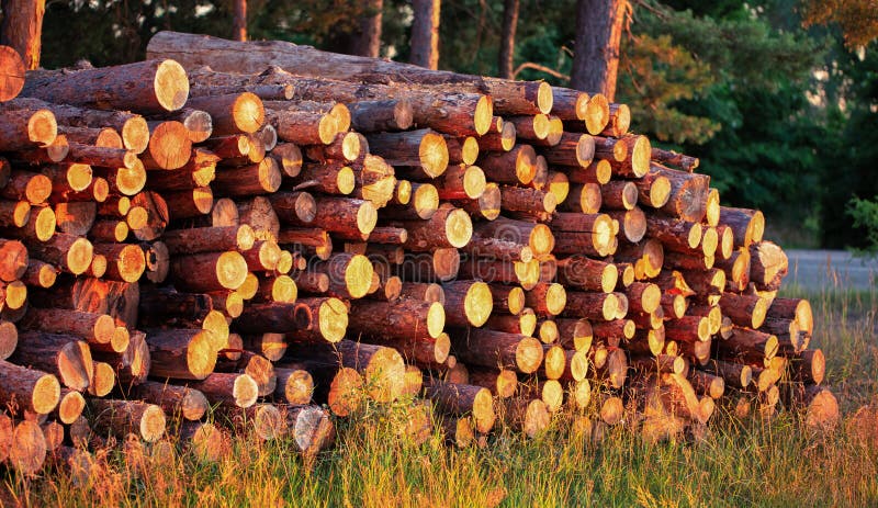 A Large Pile of Cut Tree Trunks in a Pine Forest. Stock Photo - Image ...