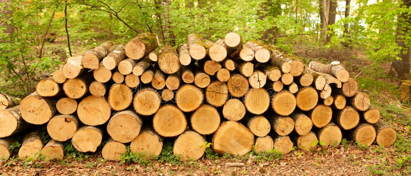 A Large Pile of Fire Wood in a Forest Stock Image - Image of tree, fuel ...