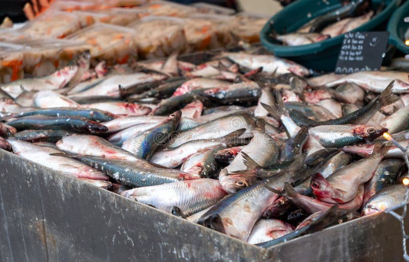 Large Pile of Fish with Some of Them Already Cut Up. the Fish are in a ...