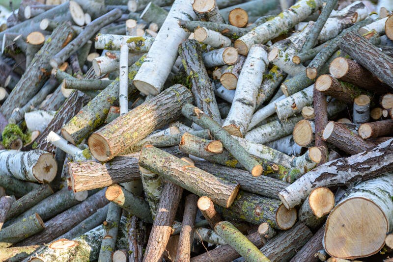Large Pile of Fresh Fire Wood Logs Stock Photo - Image of tree, summer ...
