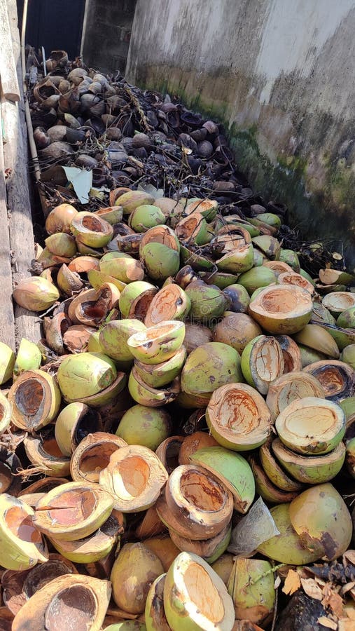Processing Coconut Sap into Brown Sugar Which is Cooked in a Pan Over a ...