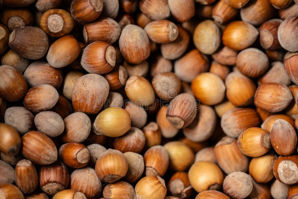 Large Pile of Hazelnuts in Winter.. Stock Photo - Image of seed ...
