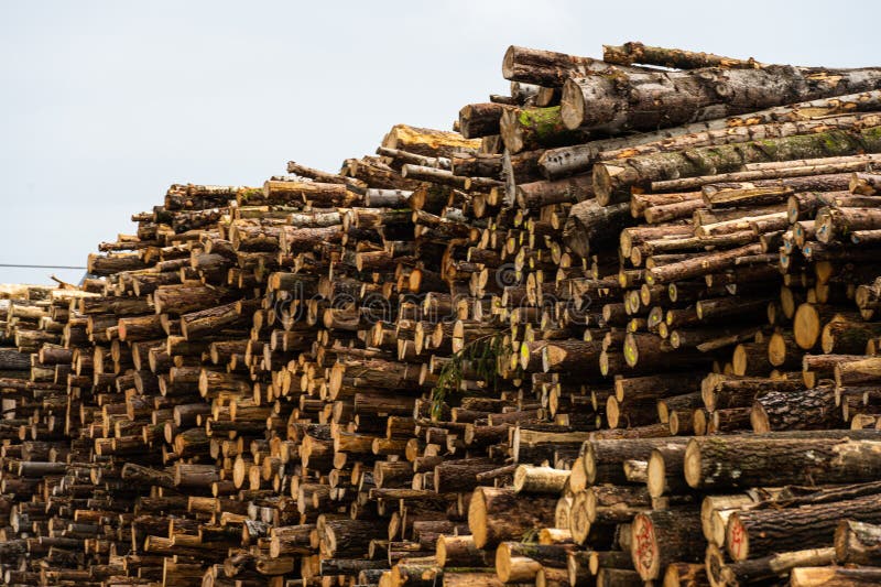 Large Pile of Logs Ready To Be Shipped by Boat.. Stock Photo - Image of ...