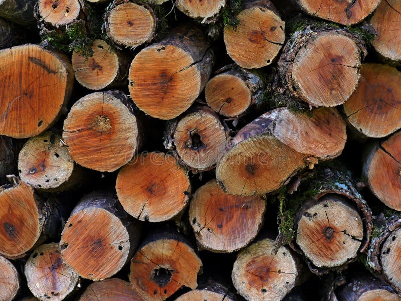 Large Pile of Logs, Supply of Firewood for the Winter Stock Image ...