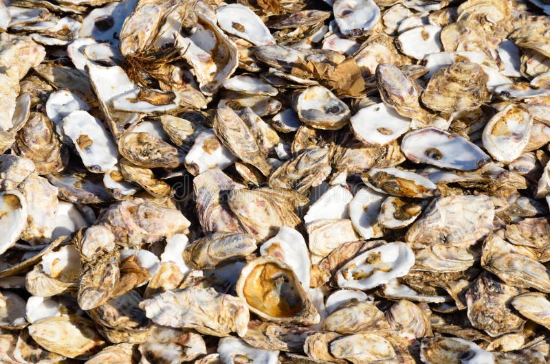 Large Pile of Opened Oysters Stock Photo - Image of shell, stack: 78241402