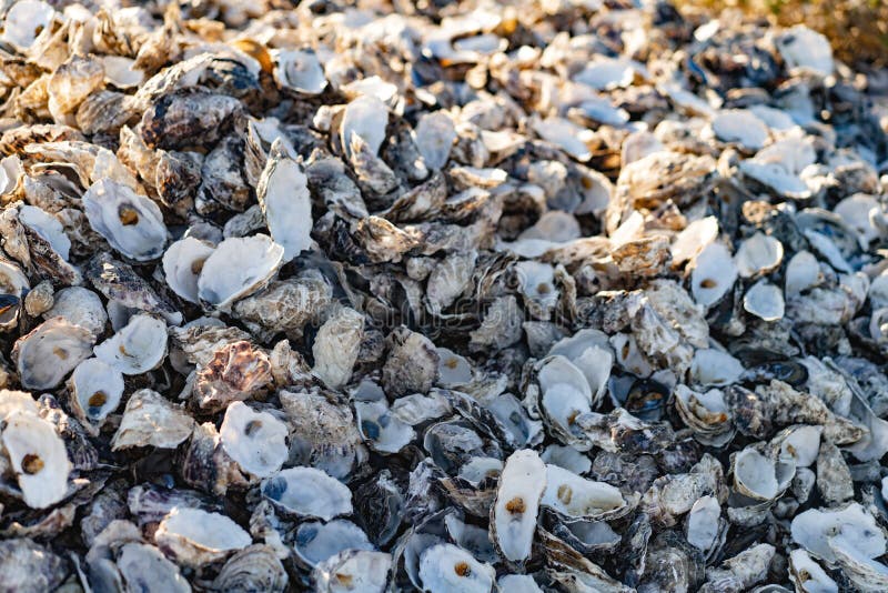 A Large Pile of Oyster Shells Stock Image - Image of fishing, discard ...