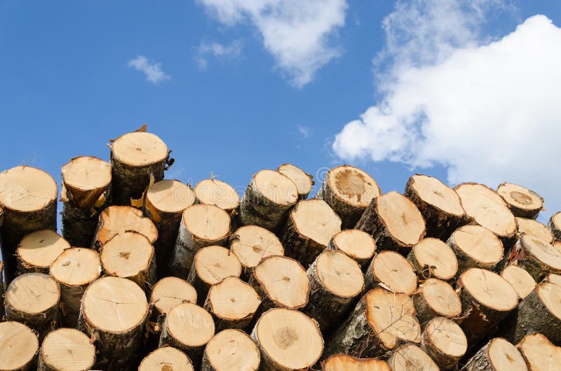 Logging pine log piles stock photo. Image of forest, lane - 4948660 Logging pine log piles stock photo. Image of forest, lane - 4948660
