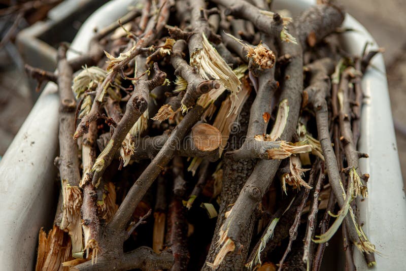 A Large Pile of Pine Tree Branches. Firewood Prepared for Export from ...