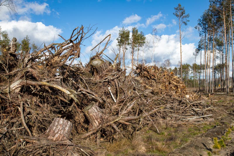 A Large Pile of Pine Tree Branches. Firewood Prepared for Export from ...