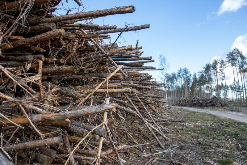 Logs at lumber mill stock photo. Image of tree, wooden - 33222324