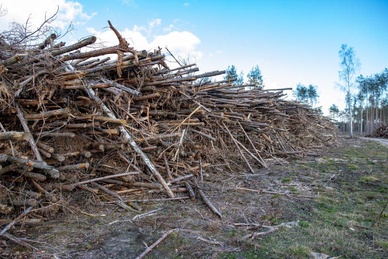 A Large Pile of Pine Tree Branches. Firewood Prepared for Export from ...