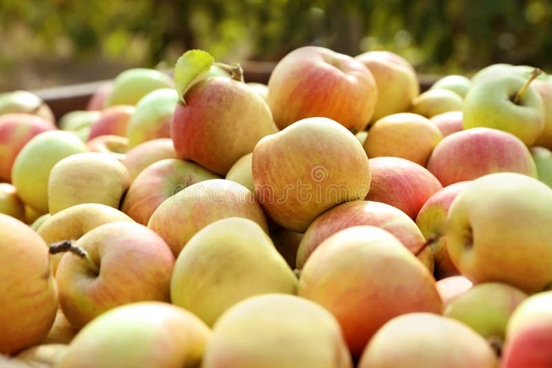 Large Pile of Ripe Fresh Apples Stock Image - Image of harvest ...