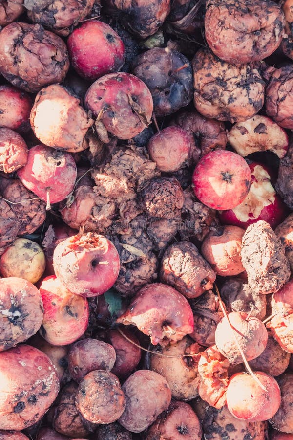 A Large Pile of Rotten Apples, the Concept of a Spoiled Harvest Stock ...