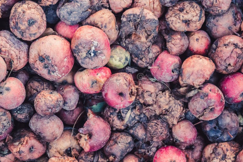 A Large Pile of Rotten Apples, the Concept of a Spoiled Harvest Stock ...