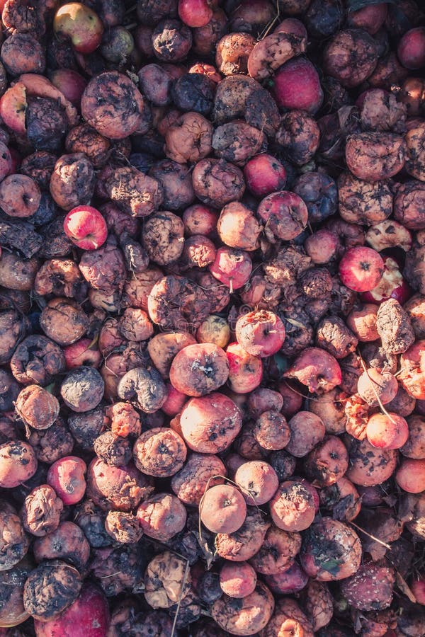 Pile Of Rotten Apples, The Concept Of A Spoiled Harvest Stock Photo ...