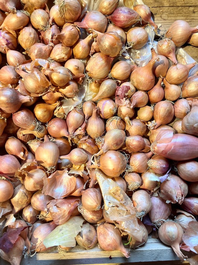 Shallots stock image. Image of white, grown, vegetables - 290173741