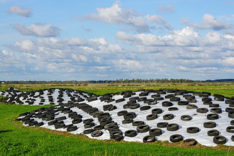 Large Pile of Silage on Field Covered with Plastic Film and Used Tires ...
