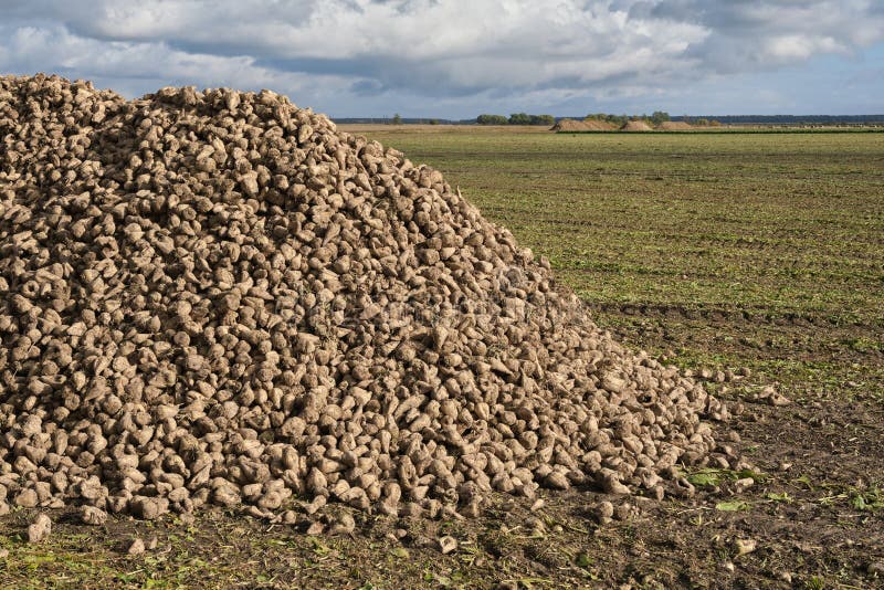 Large Pile of Sugar Beets. Sugar Beet Root Crop in the Field after ...