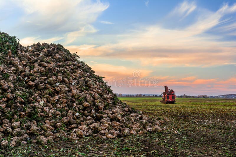 A Large Pile of Sugar Beets in the Field. Beet Harvester Harvests Sugar ...