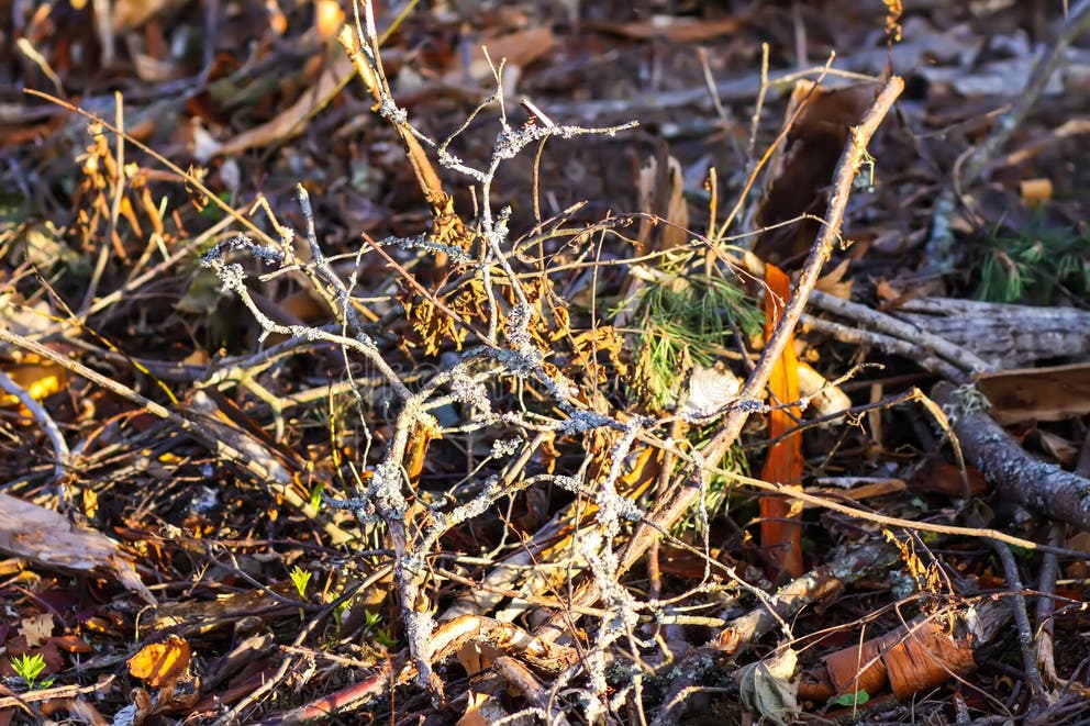 A Large Pile of Tree Branches at a Logging Camp Stock Photo - Image of ...